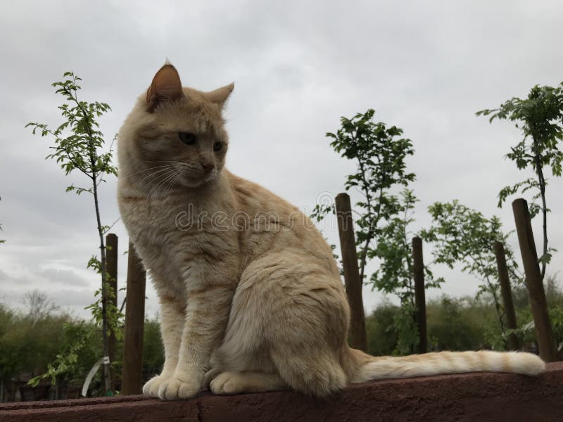 Cat gold white 1877 stock image. Image of desert, natural - 175975637