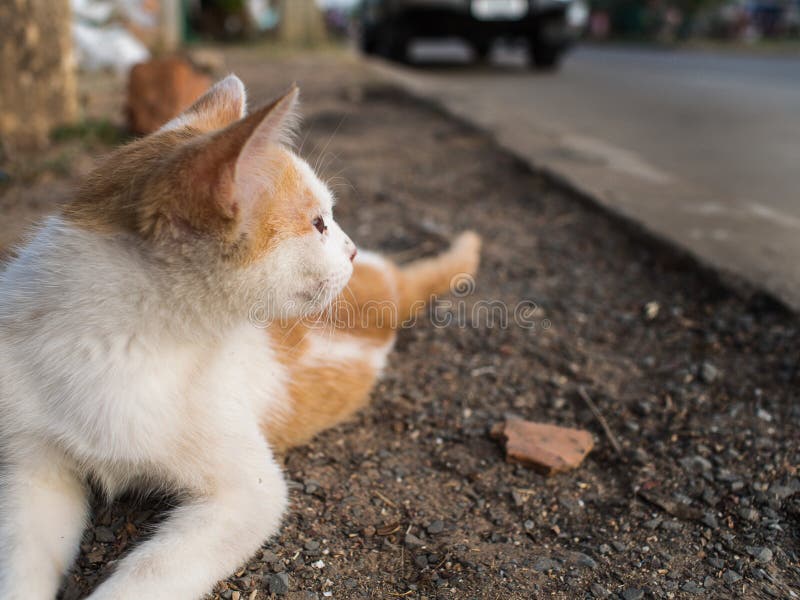 The White Golden Kitten Crouching Stock Image - Image of eating ...