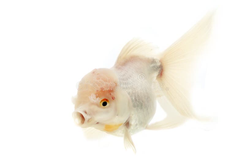White Goldfish stock image. Image of colorful, goldfish - 29087689
