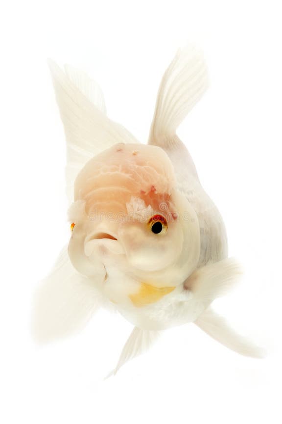 White Goldfish stock photo. Image of water, copy, goldfish - 29087694