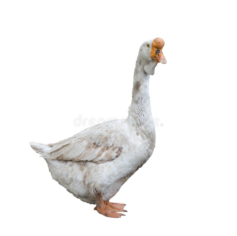 Domestic Goose, Anser Anser Domesticus, Standing and Looking Down Stock ...