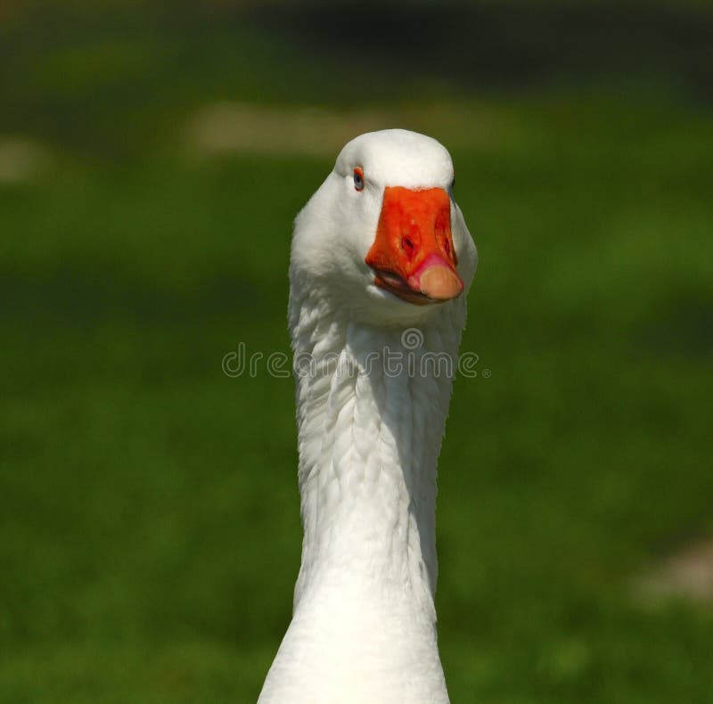 Goose stock image. Image of fauna, geese, claws, feathering - 13461199