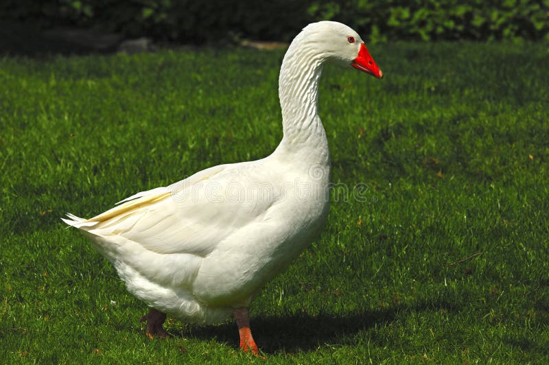 One Fat Greylag Goose in the Animal Farm Stock Photo - Image of ...