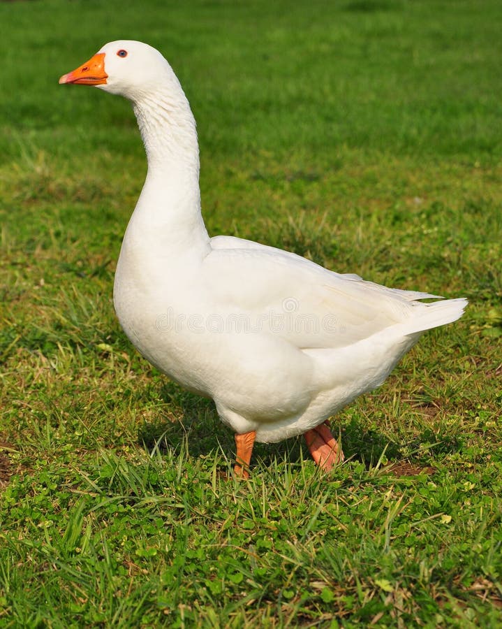A white goose stock photo. Image of bird, single, feather - 14121326
