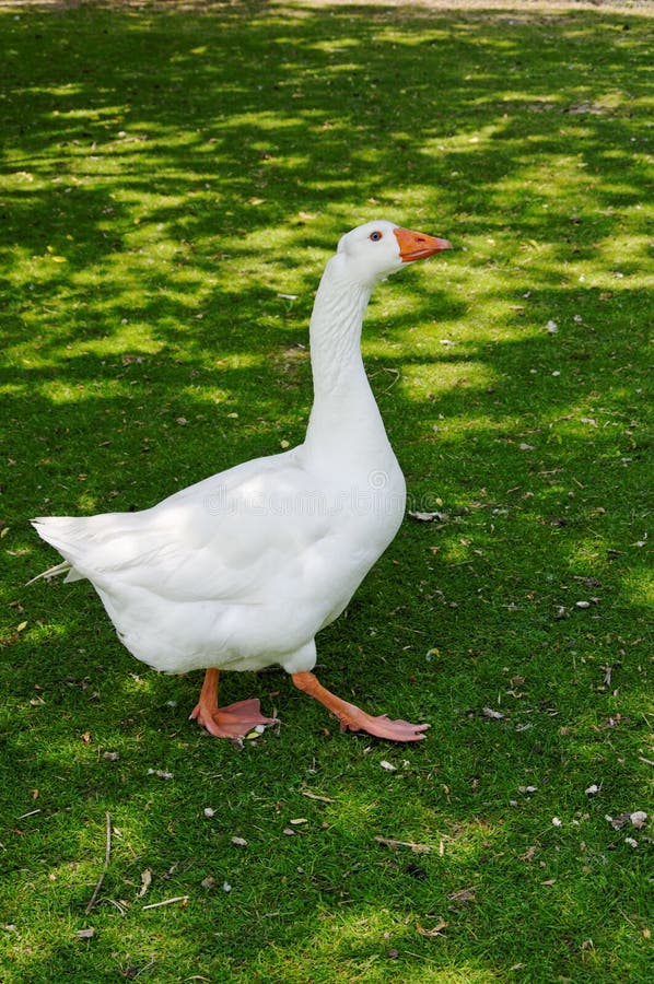 One Fat Greylag Goose in the Animal Farm Stock Photo - Image of ...