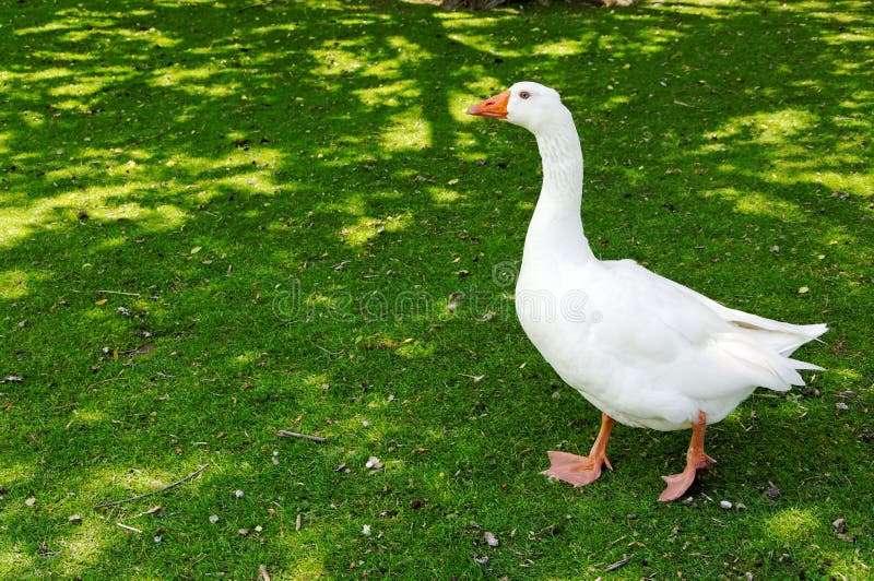 Domestic Goose, Anser Anser Domesticus, Standing and Looking Down Stock ...