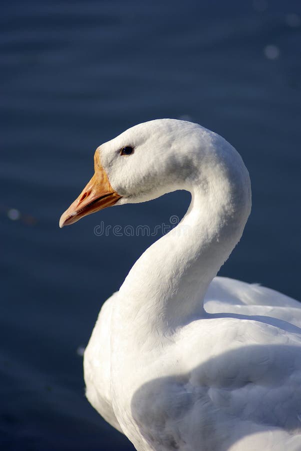 White goose stock image. Image of feathers, domestic - 19926431