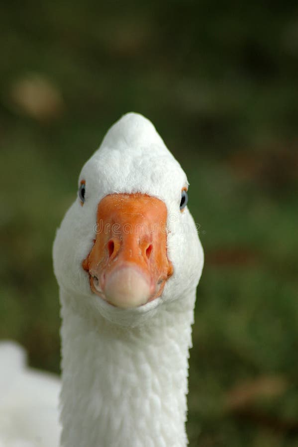 White Goose stock image. Image of head, funny, white, goose - 2025067