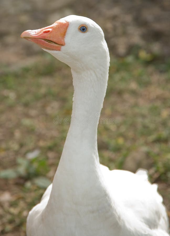 White Goose stock image. Image of head, funny, white, goose - 2025067