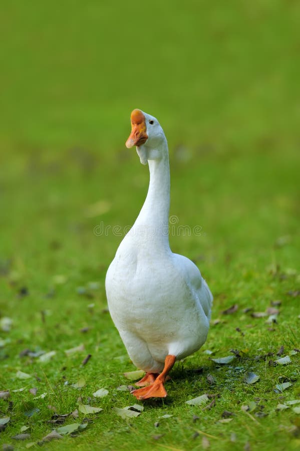A white goose stock photo. Image of grass, running, head - 26897608