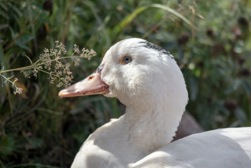 White Goose on the Back of the Neck on the Background of the Grass ...