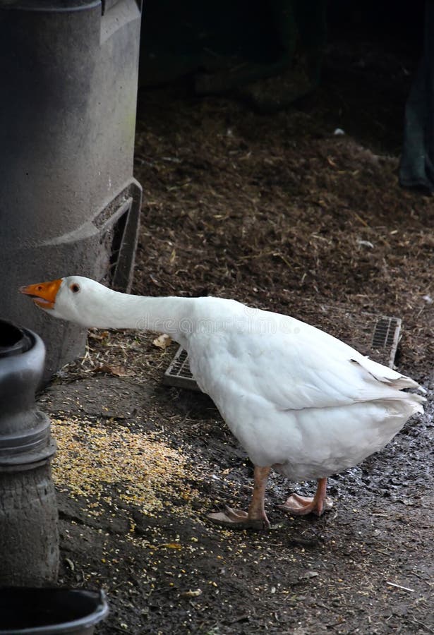 White goose at farm stock image. Image of farm, swedish - 117530083