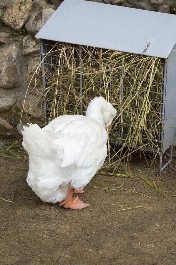 White goose stock image. Image of ground, closeup, outdoor - 58235213