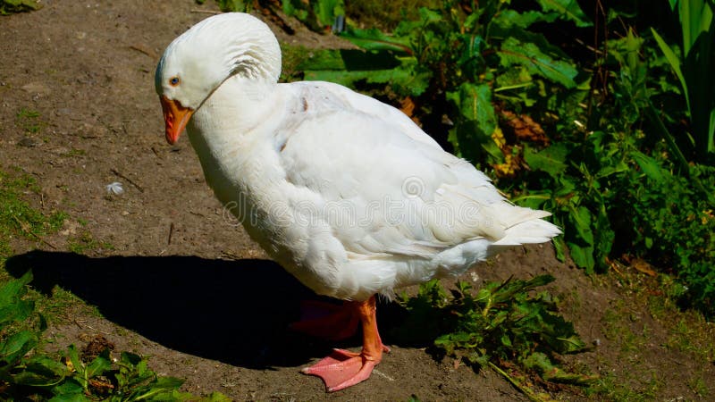 White goose. stock image. Image of wildfowl, bill, white - 92522567