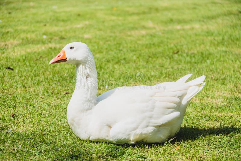 White goose bird stock photo. Image of closeup, wildlife - 104290802