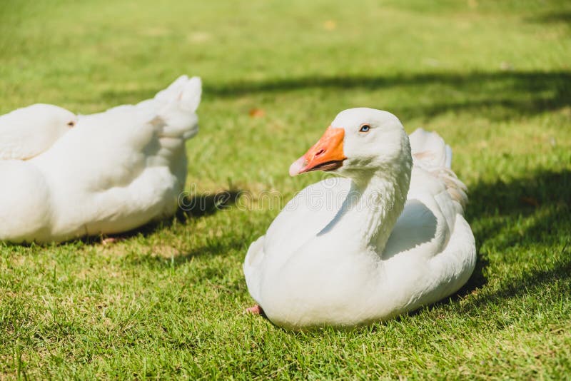 White goose bird stock photo. Image of animals, beak - 106593412