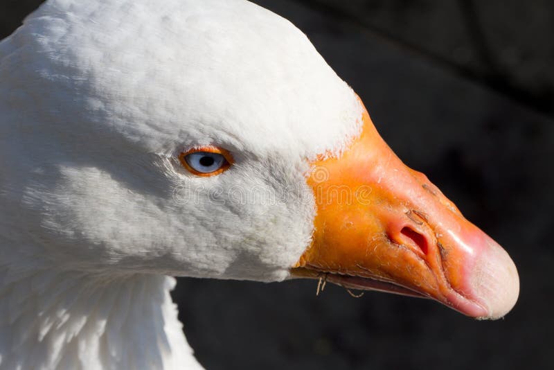 White Goose with Blue Eyes stock photo. Image of feather - 21617440