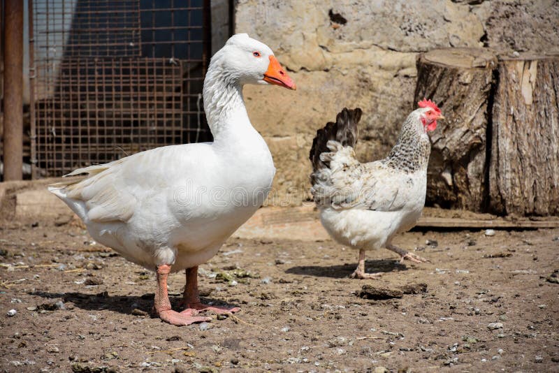 White Goose and Chicken Close-up in the Backyard Stock Photo - Image of ...