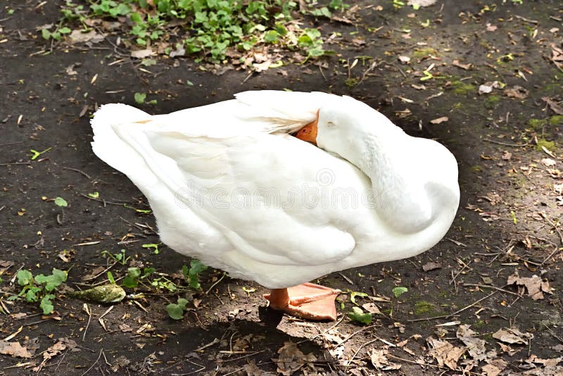 White Goose Cleaning His Feathers Stock Photo - Image of feathers, east ...