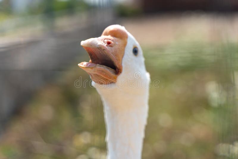 A White Goose Close-up, a Head with an Orange Beak and a Tongue with ...