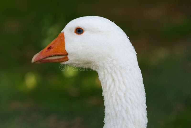 White goose stock image. Image of detail, feathers, bird - 98160811