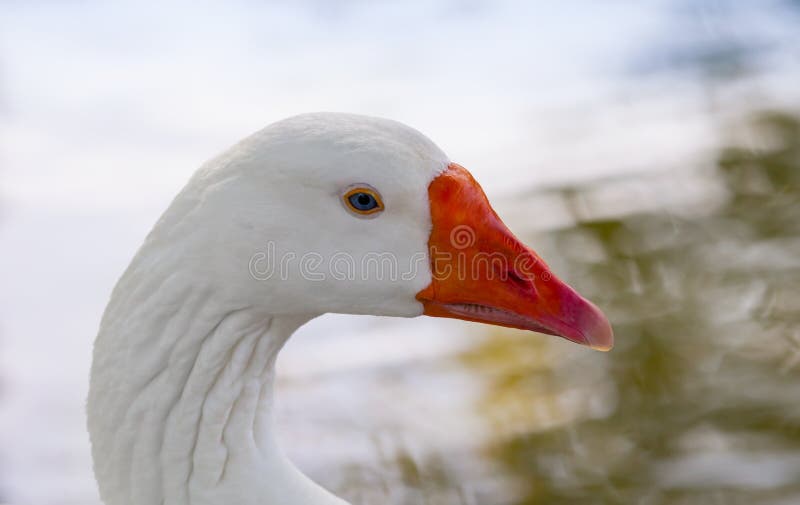 615 Goose Standing Profile Stock Photos - Free & Royalty-Free Stock ...