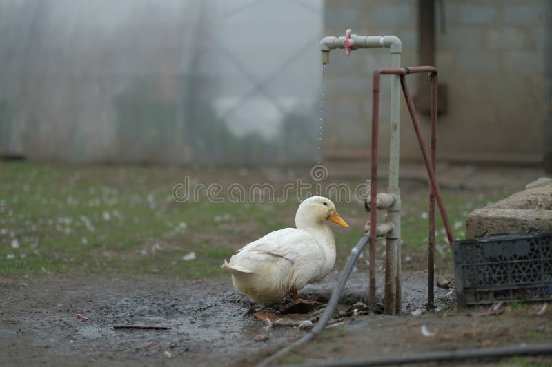 White Goose Drinking Water in the Backyard Stock Photo - Image of ...