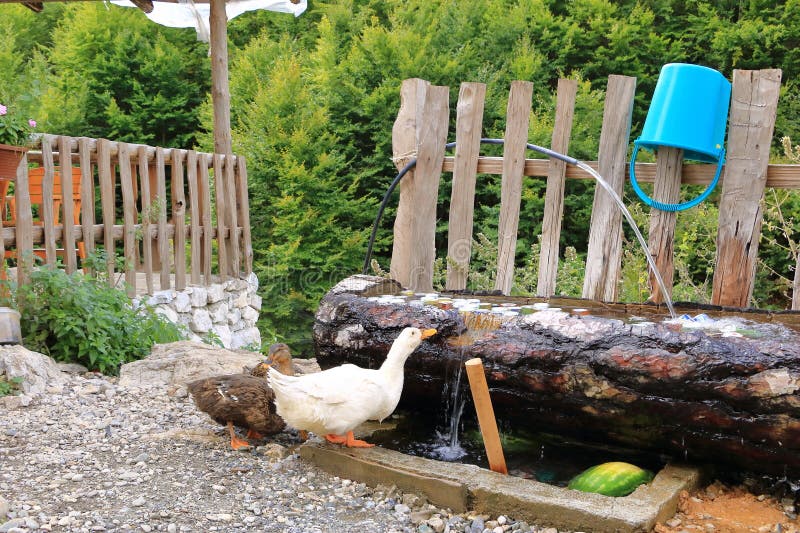 A White Goose Drinks Water from the Tap Stock Image - Image of head ...