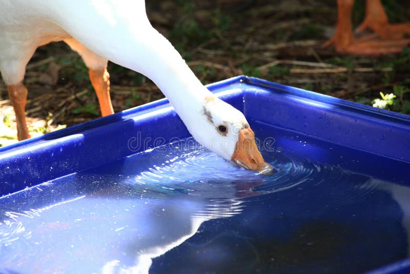 White goose eat water. stock image. Image of bird, beak - 132654667