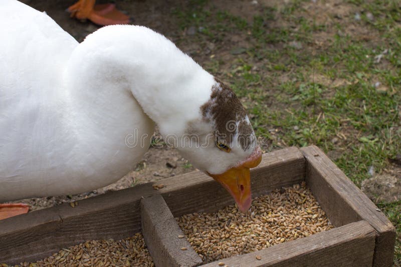 White goose eating grain stock image. Image of beak, head - 76468131