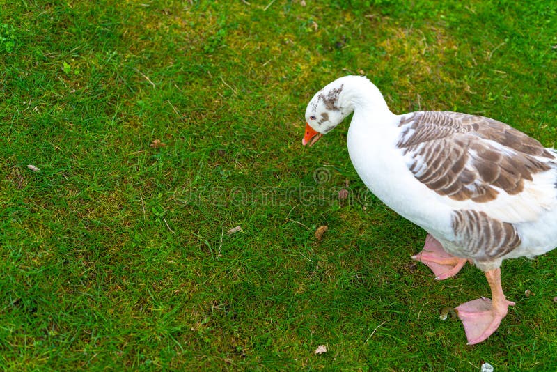 A White Goose is Eating Grass on a Green Field Stock Image - Image of ...