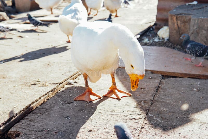 White Goose Eats Food on the Farm Stock Image - Image of fresh, animal ...