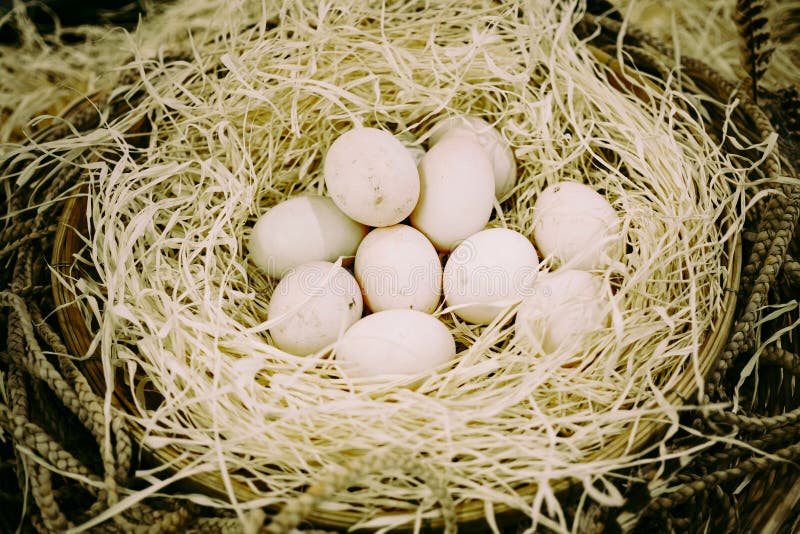 White eggs in the nest stock image. Image of fresh, closeup - 107944193