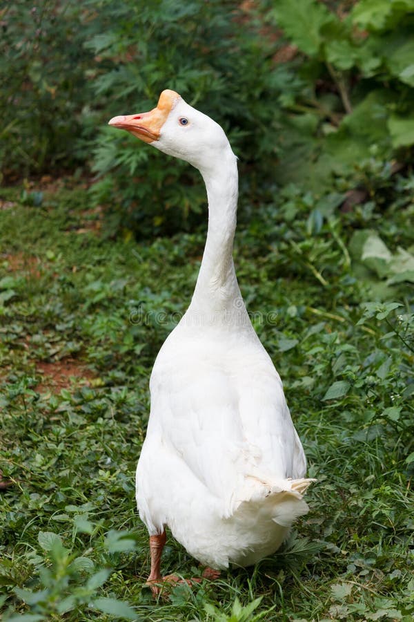 White goose stock photo. Image of feather, curved, domestic - 35977912