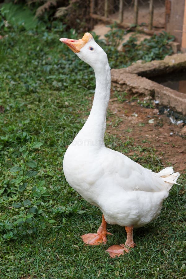 White goose stock photo. Image of bird, goose, green - 35977980