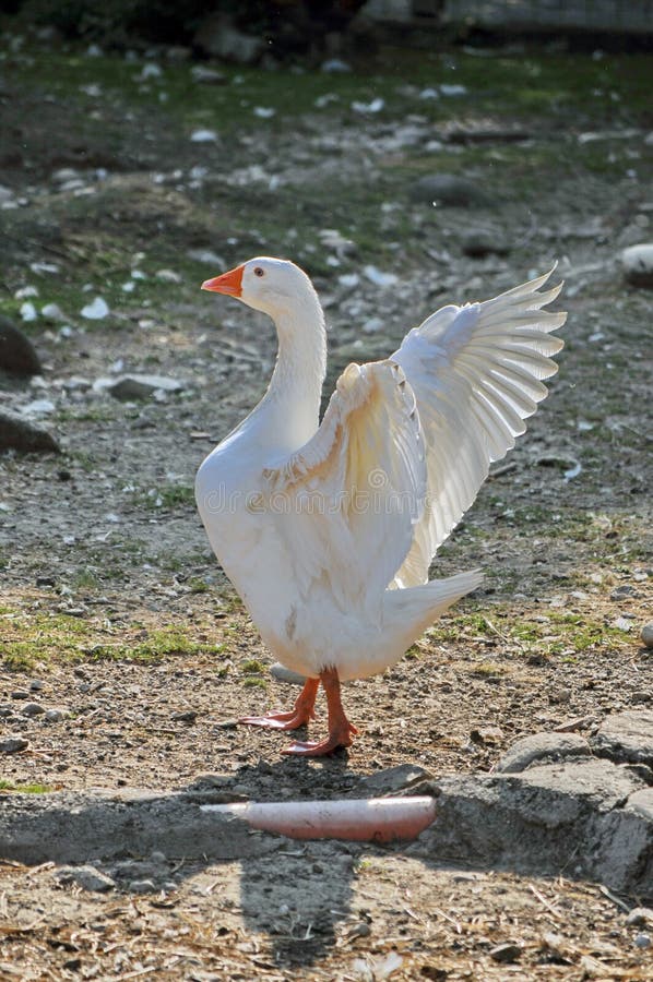 276 White Goose Open Wings Stock Photos - Free & Royalty-Free Stock ...