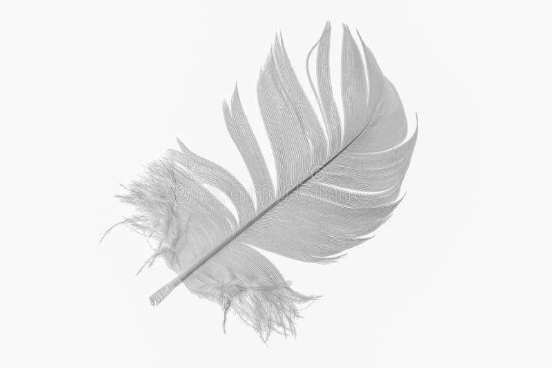 White Goose Feathers on a White Background Stock Image - Image of ...