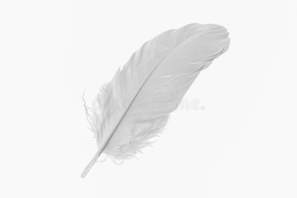 White Goose Feathers on a White Background Stock Image - Image of ...