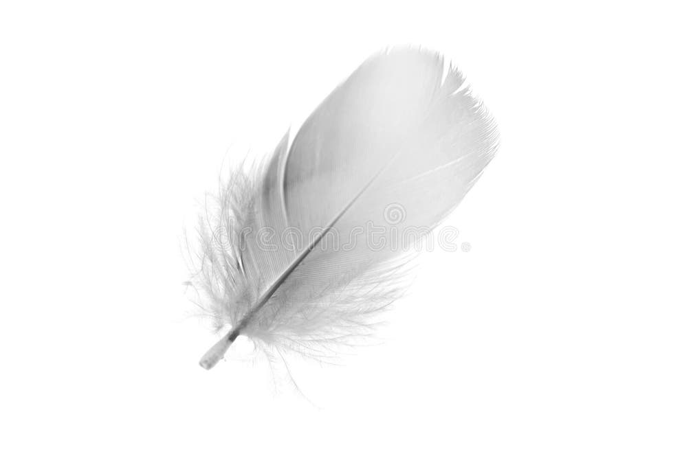 White Goose Feathers on a White Background Stock Photo - Image of ...