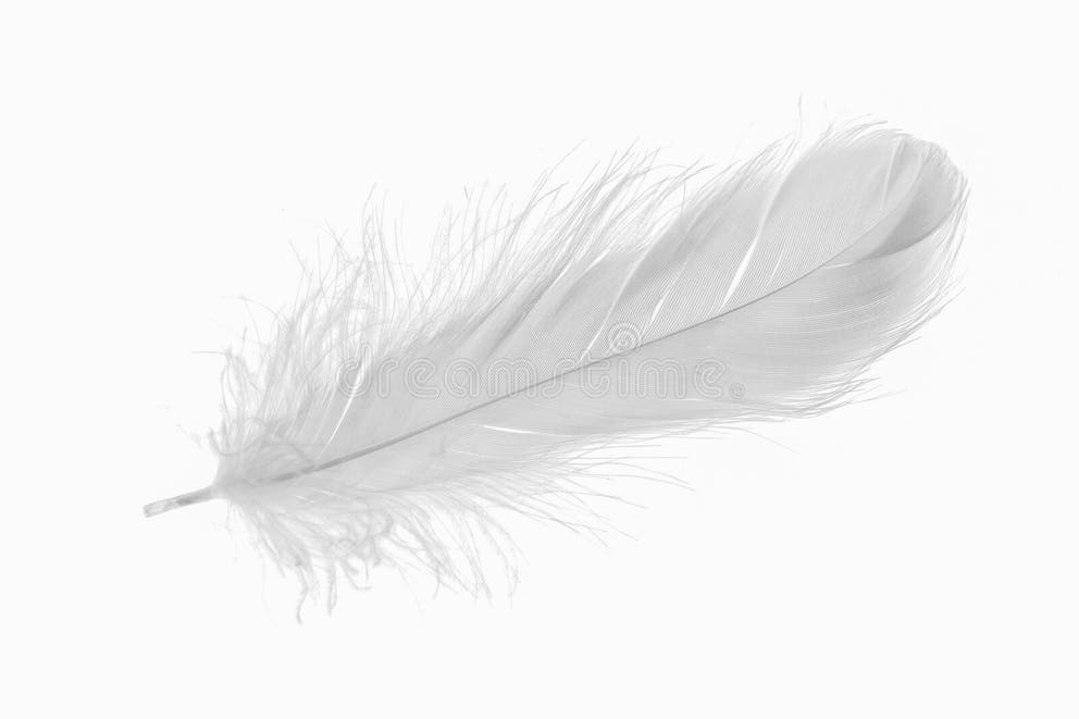 White Goose Feathers on a White Background Stock Image - Image of ...