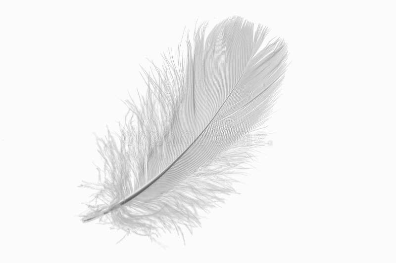White Goose Feathers on a White Background Stock Photo - Image of ...