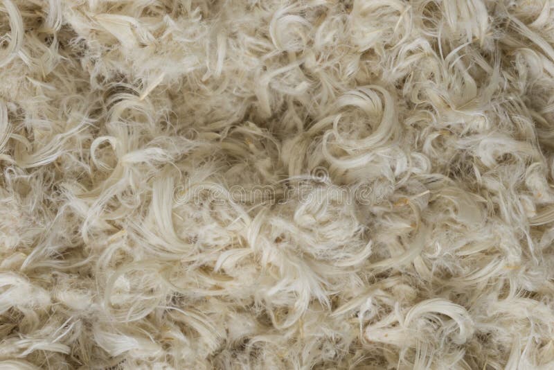 White Goose Feathers and Fluff from Pillows Texture Background Stock ...