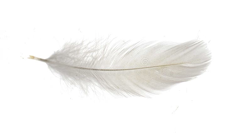 White Goose Feathers on White Isolated Background Stock Illustration ...