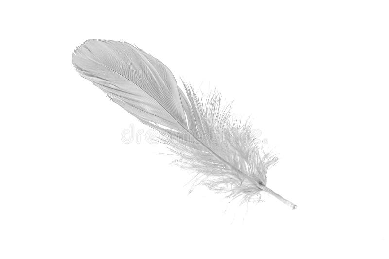 White Goose Feathers on a White Background Stock Image - Image of ...