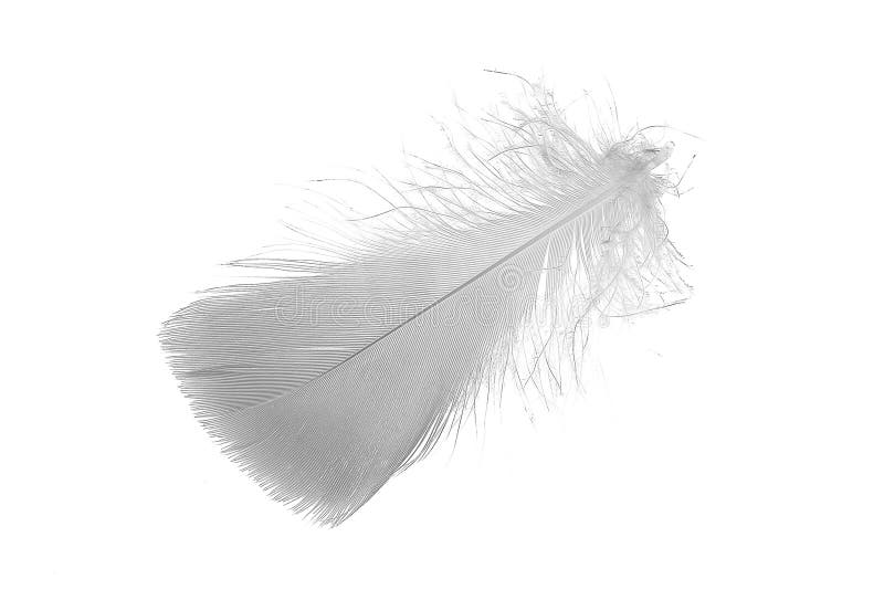 White Goose Feathers on a White Background Stock Image - Image of ...