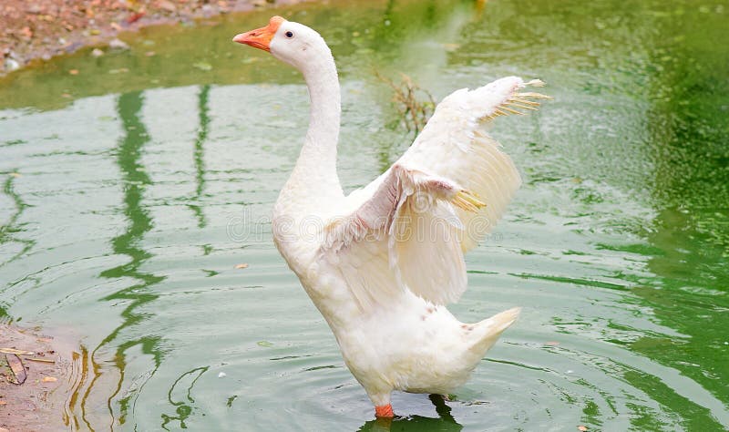 Happy Goose stock photo. Image of wildlife, geese, wild - 10661084