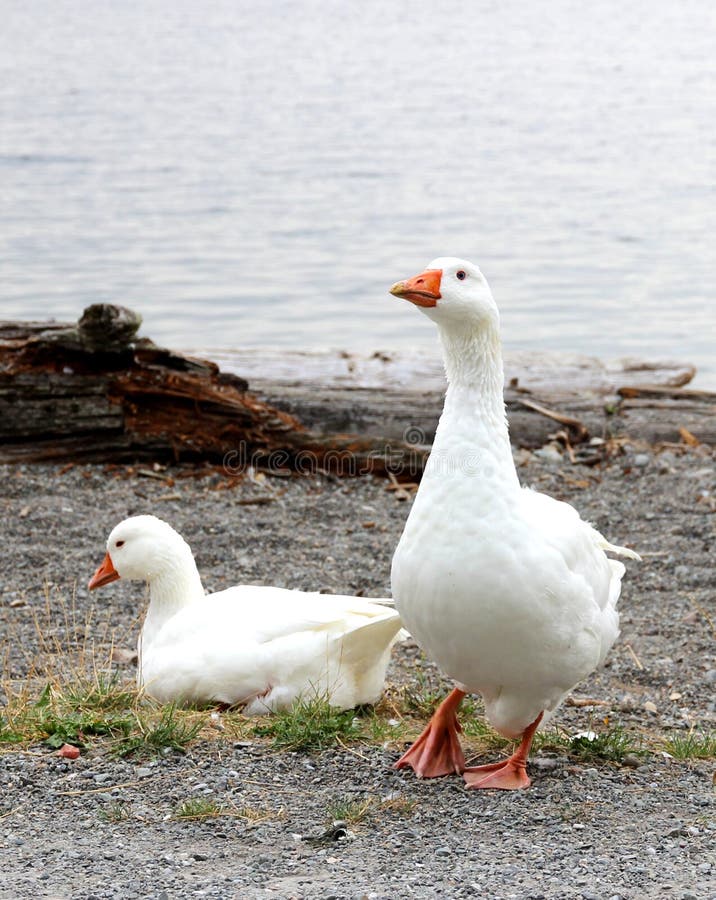 White Goose Sitting stock image. Image of beach, sitting - 36351613