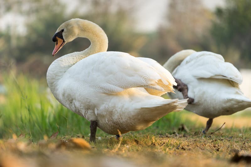 White Goose on Grass in Morning Light Stock Image - Image of bird ...