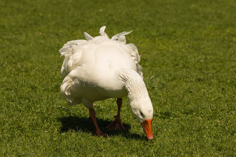 White Goose Grazing on Meadow Stock Photo - Image of closeup, resting ...