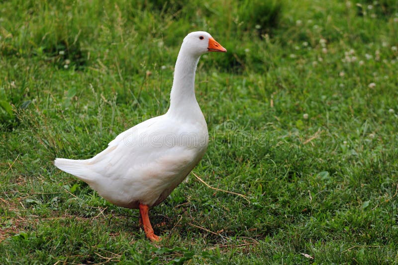 White goose on green grass stock photo. Image of goose - 188096714